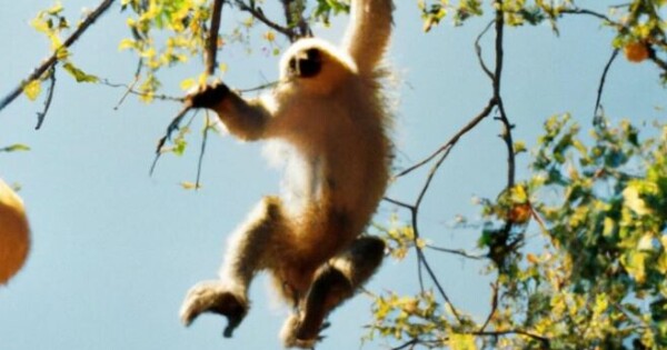 Joe Traxler & Harry Dean Lewis - Ma Track Bien Aimée - Prun'